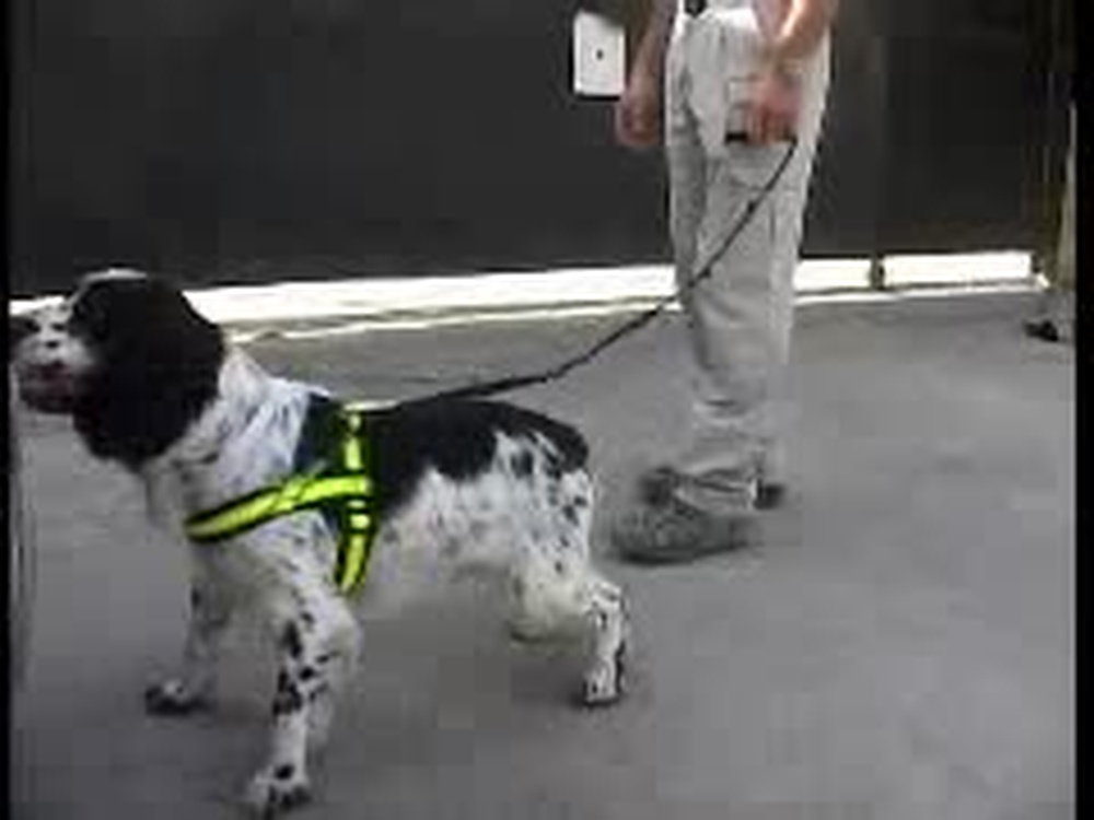 DVIDS - Video - GRD Dog Searches
