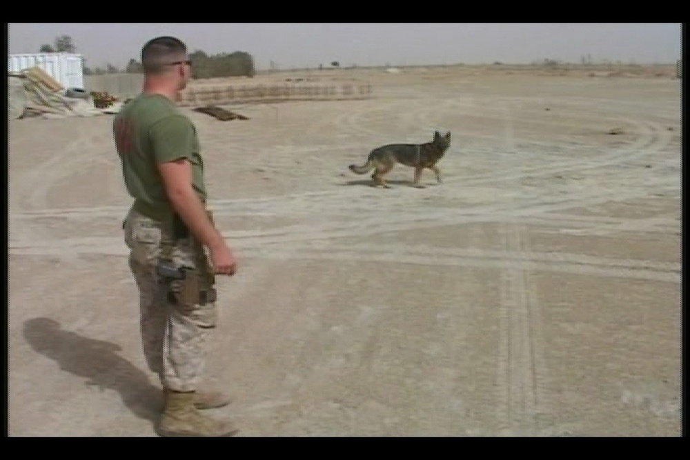 DVIDS - Video - Marine K-9 Handler