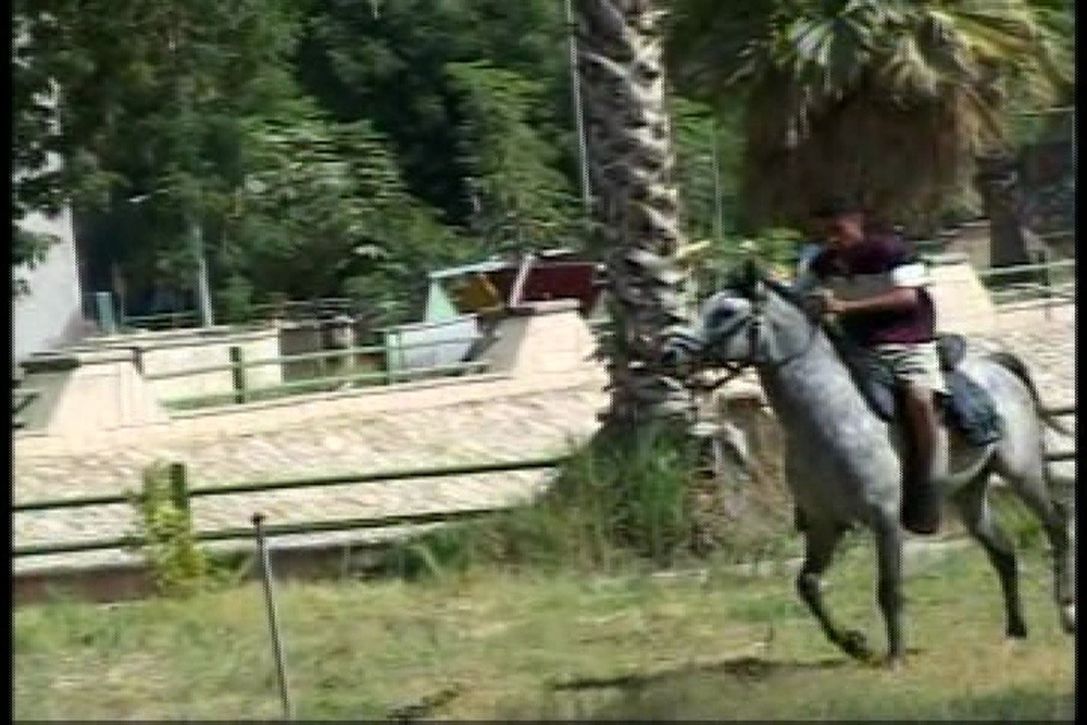 DVIDS - Video - Arabian Horse Training