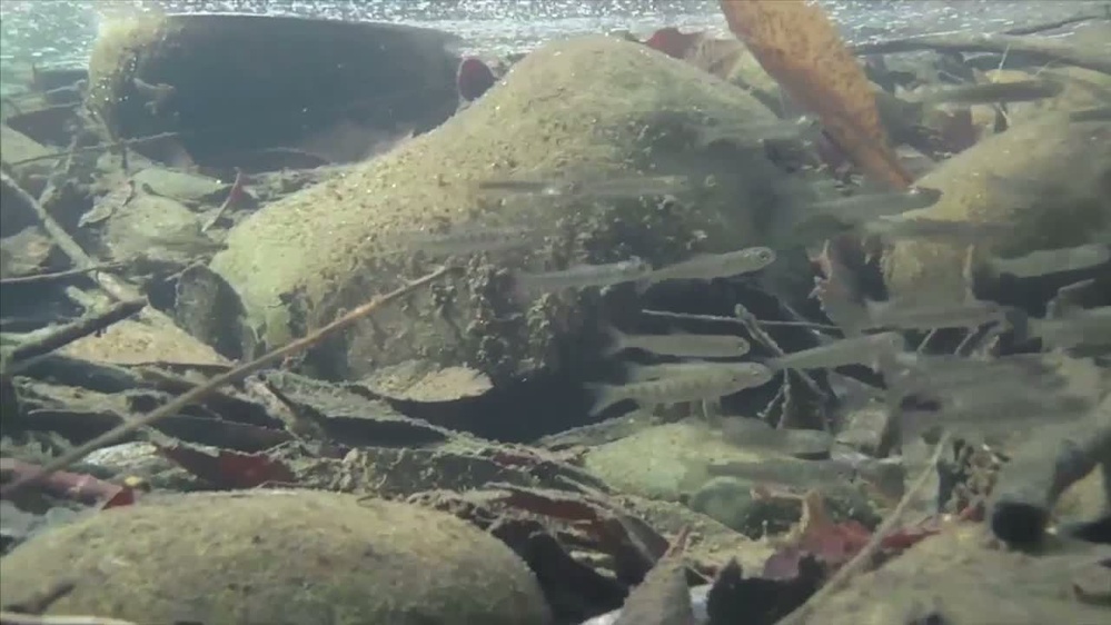 DVIDS - Video - USACE - Fish Tagging