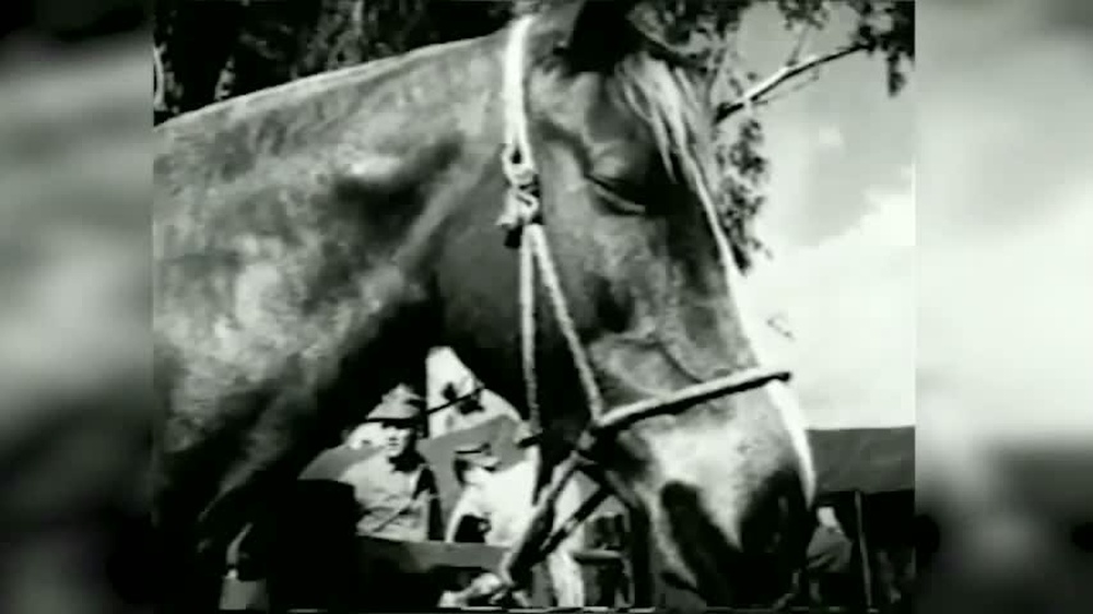 DVIDS - Video - Sgt. Reckless: A Horse of a Different Breed