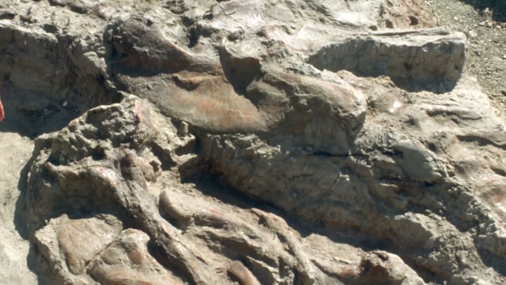 DVIDS - Video - Army T. Rex Debuts at Smithsonian