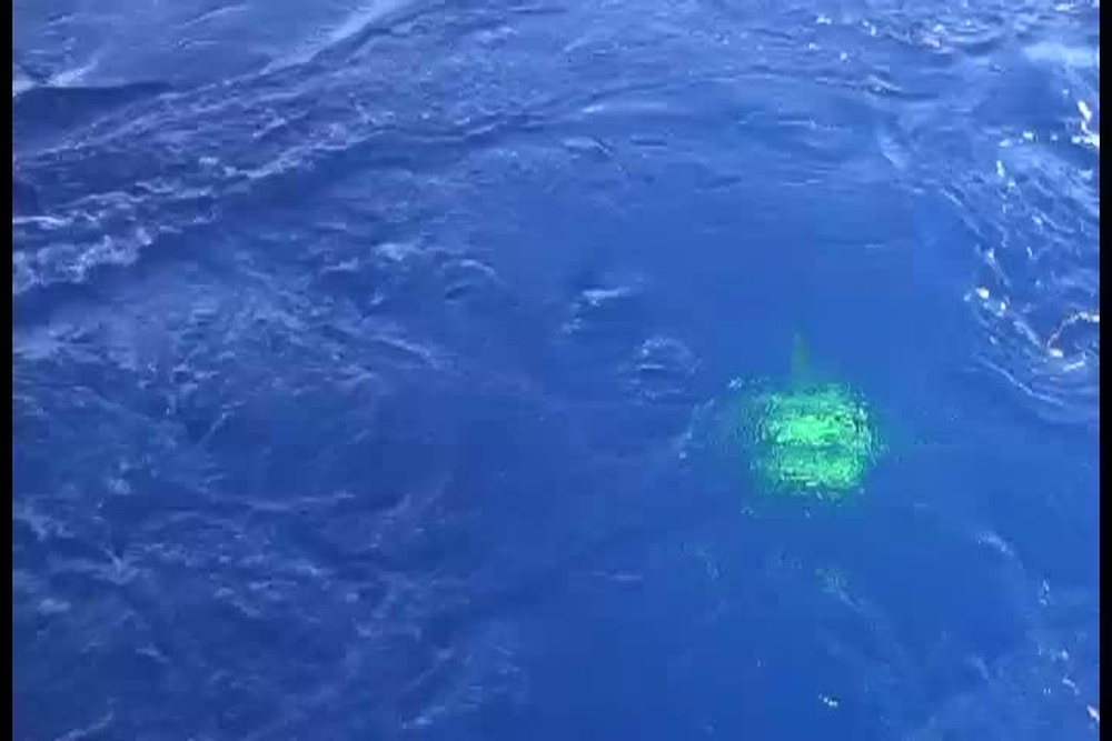 DVIDS - Video - Towed Pinger Locator