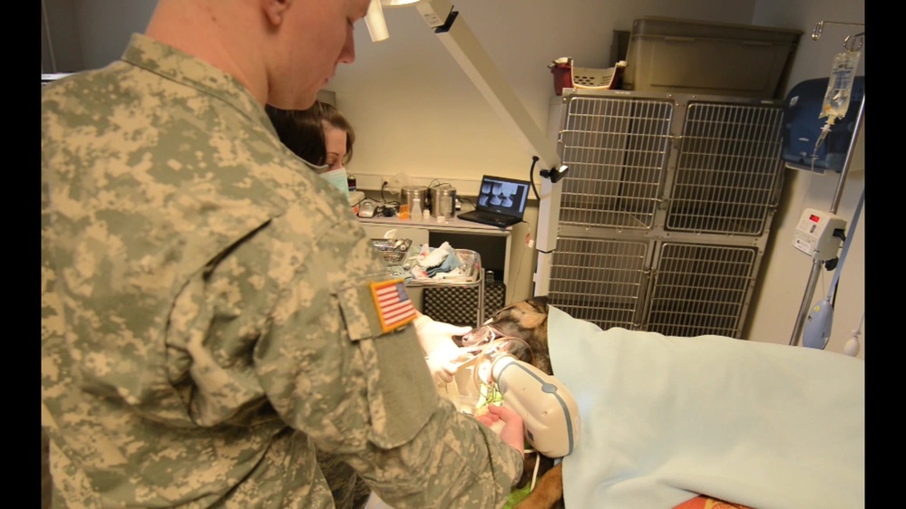 DVIDS - Video - T262 Hella Military Working Dog Tooth Extraction