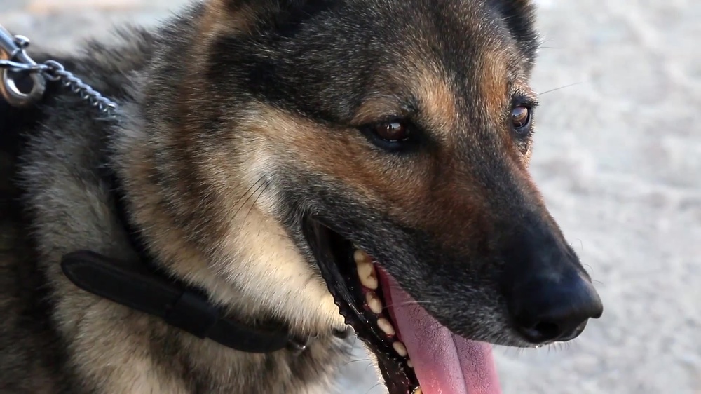 DVIDS - Video - ITX 5-17 Military Working Dog Bite Demonstration