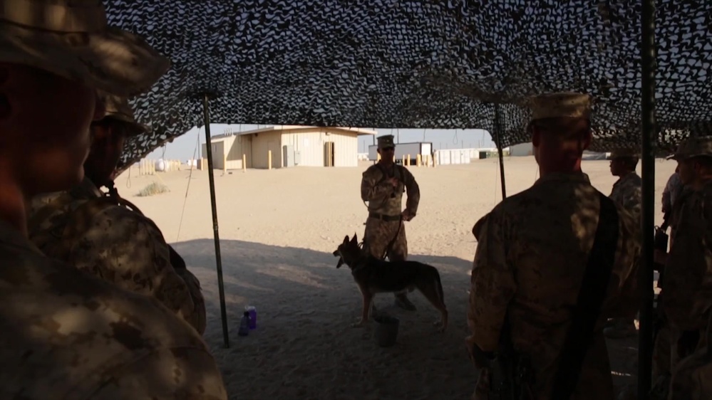 DVIDS - Video - ITX 5-17 Military Working Dog Demonstration