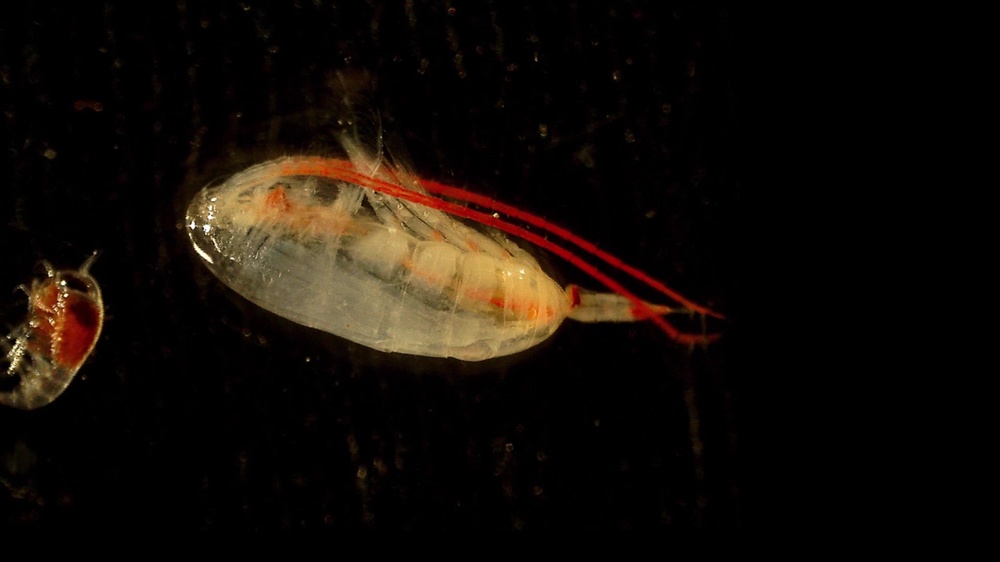DVIDS - Video - Oceanographic Science Aboard Coast Guard Cutter Maple ...