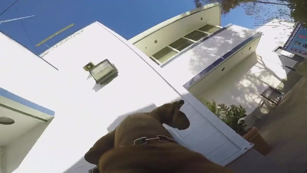 DVIDS - Video - Coast Guard MSST conducts pier sweeps, training during ...