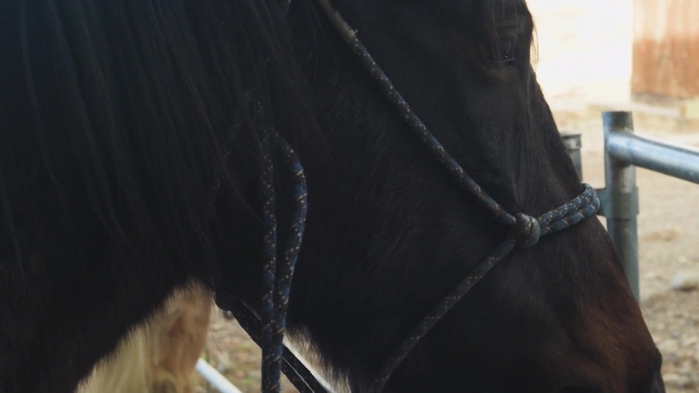DVIDS - Video - Animal Packers and Horsemanship Training
