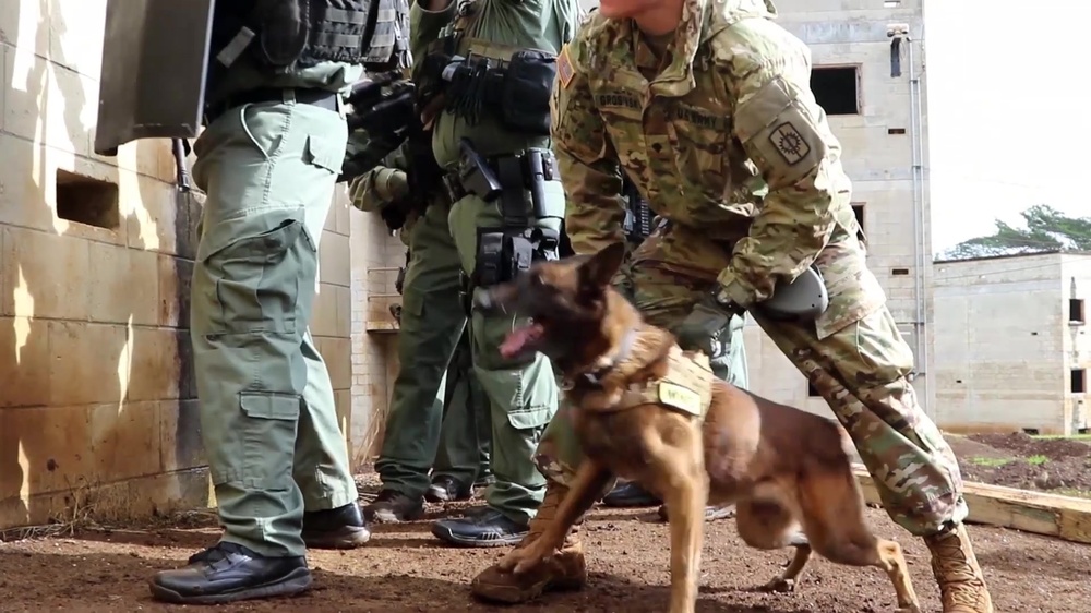 DVIDS - Video - 520th Military Working Dog Detachment Conducts Joint ...