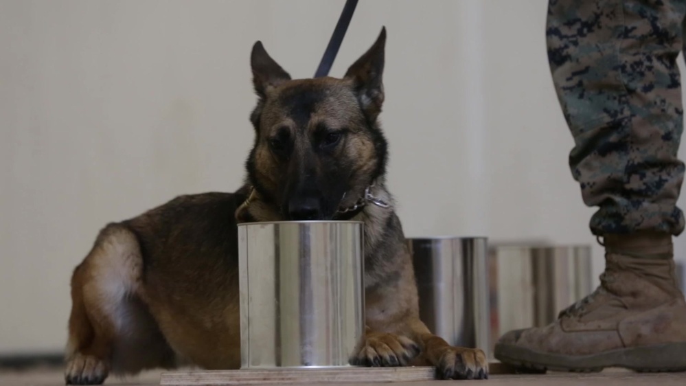 DVIDS - Video - (B-Roll) Camp Pendleton Marines organize ATF K9 training