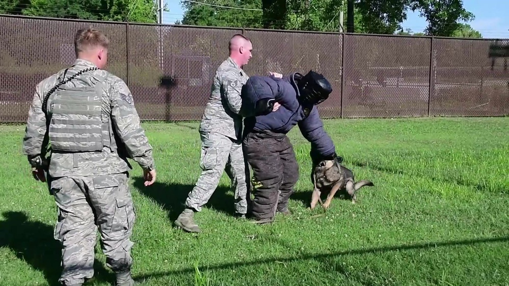 DVIDS - Video - Military Working Dog demo