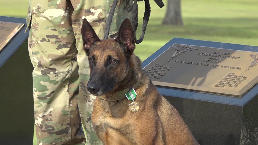 DVIDS - Video - Two Military Working Dogs Go Into Retirement At Fort ...