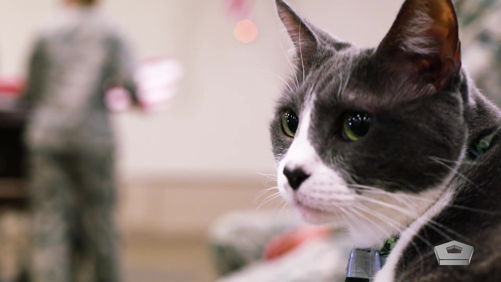 DVIDS - Video - There's Something About That Cat