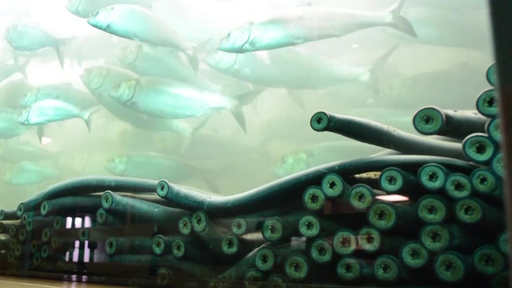 DVIDS - Video - Bonneville Dam Fish Window