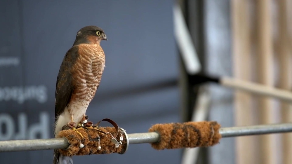 DVIDS - Video - 48FW Bird Air Strike Hazard team ensures aircraft safety