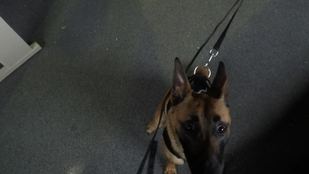 DVIDS - Video - 6th SFS MWD unit conducts readiness exercise