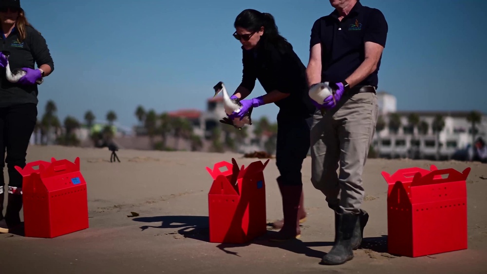 DVIDS - Video - Rehabilitated wildlife impacted by oil spill released