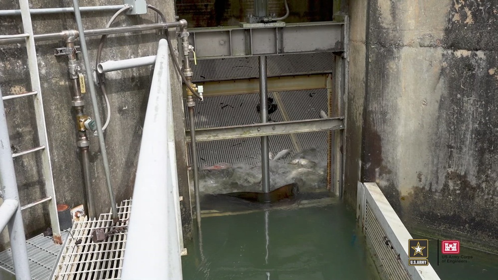 DVIDS - Video - St. Stephen fish lift