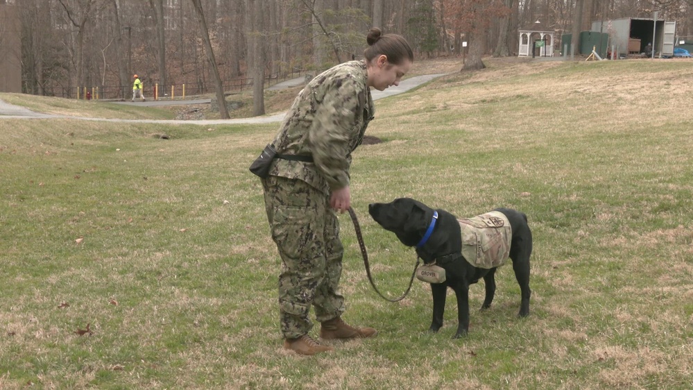 DVIDS - Video - Introducing USU's Newest Facility Dog Sgt Grover