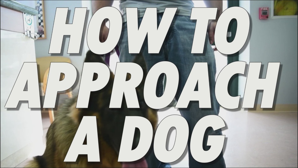 DVIDS - Video - Dog Bite Prevention Month-How To Be A Tree