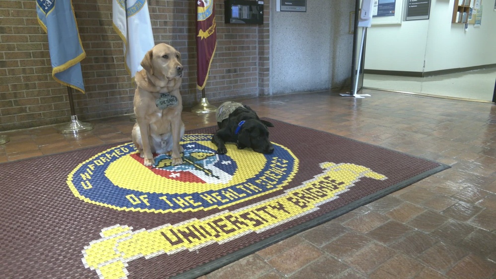 DVIDS - Video - Uniformed Services University Facility Dogs Broll