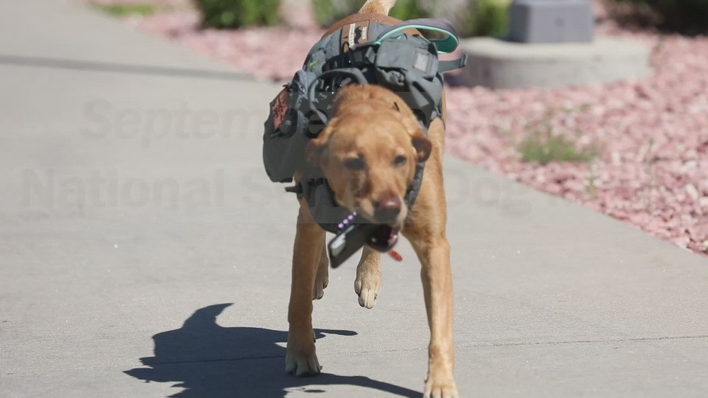 DVIDS - Video - National Service Dog Month 2022