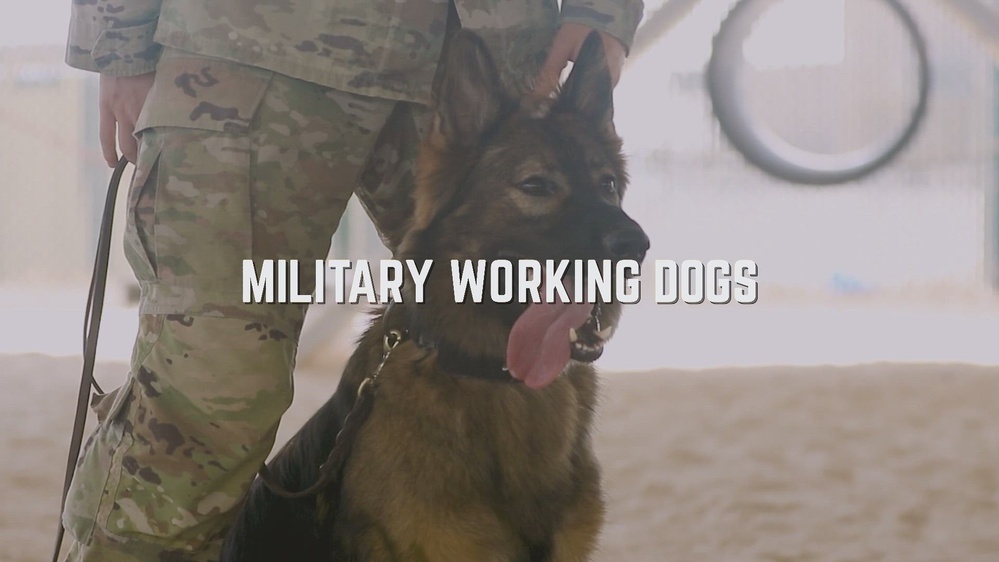 DVIDS - Video - Military Working Dog Sections in Kuwait
