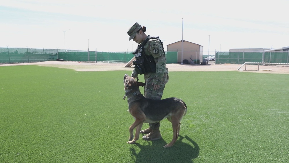 DVIDS - Video - What's your warrior: 31K Military Working Dog Handler