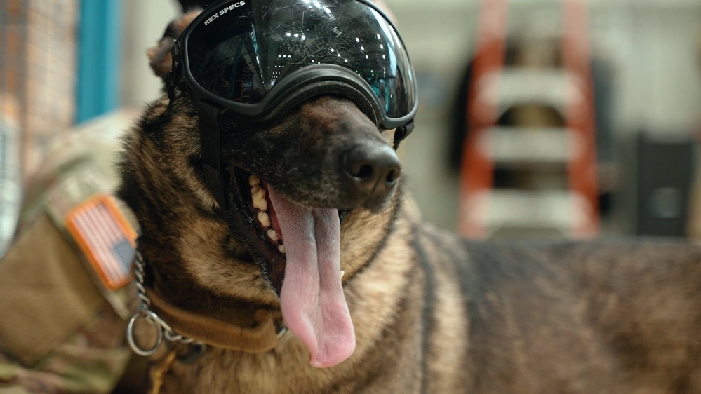 DVIDS - Video - Military Working Dog Desensitization Training