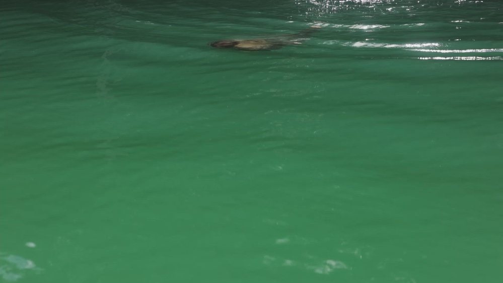 DVIDS - Video - JLC 23-1: One-Rope Bridge