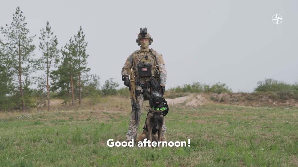 DVIDS - Video - What's in the kit of a special forces’ dog handling ...