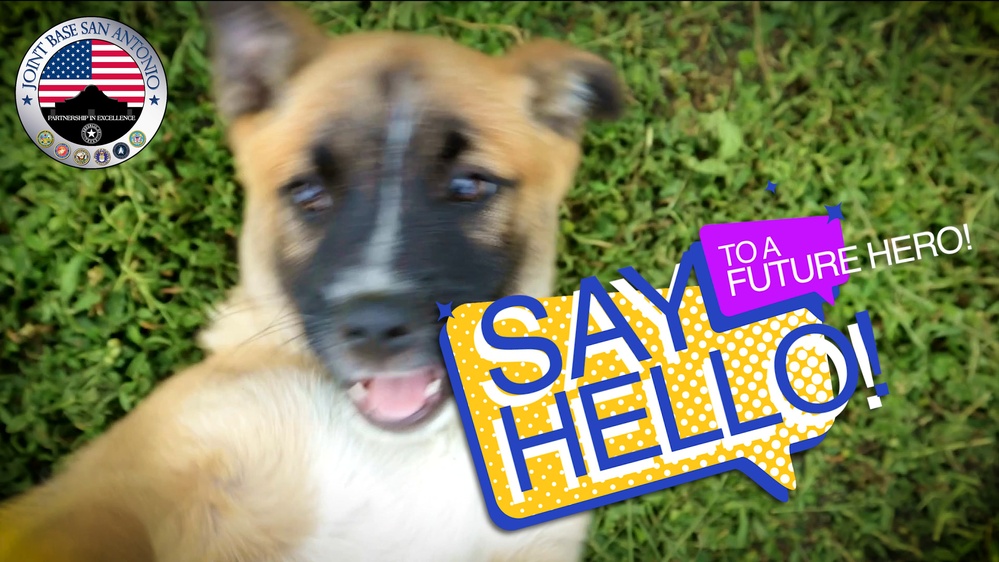 DVIDS - Video - Military Working Dog Puppy Foster Program