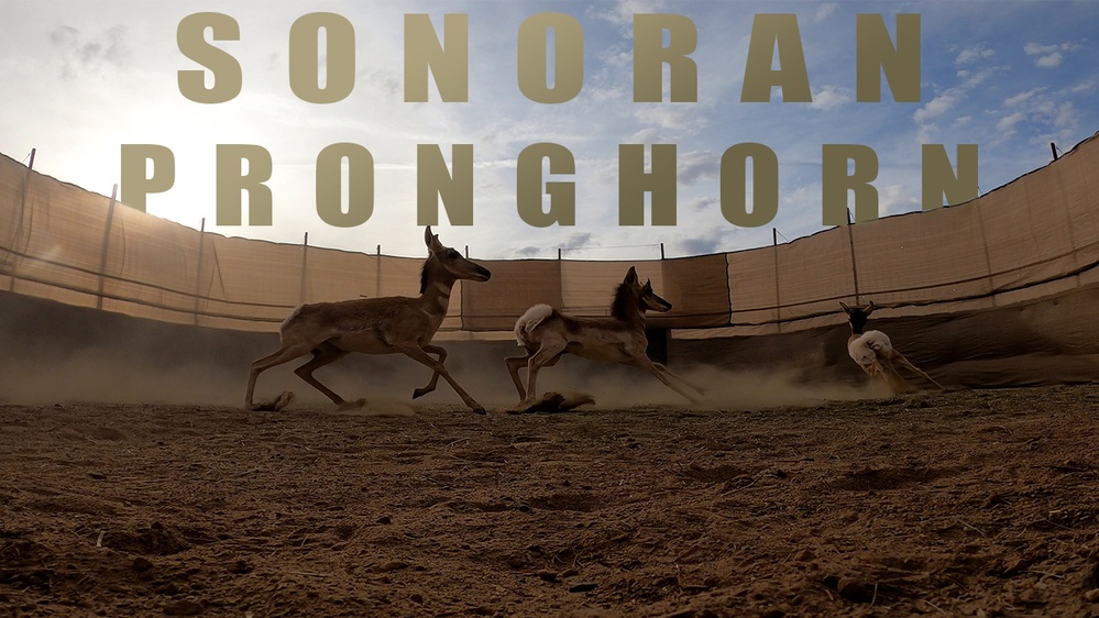 DVIDS - Video - Pronghorn Capture and Release at the Kofa Wildlife Refuge