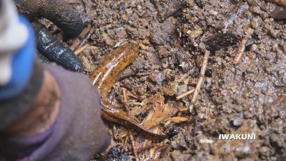 DVIDS - Video - Save the Salamanders (Pacific Update)