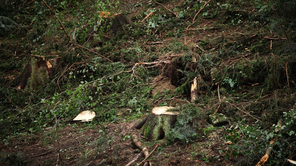 DVIDS - Video - Footage of Deforestation