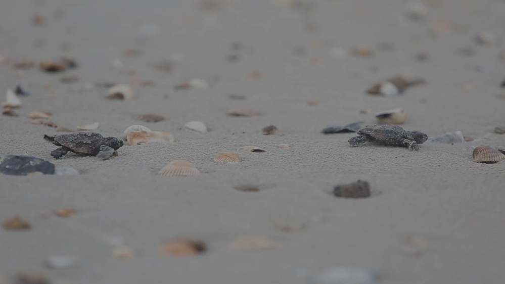 DVIDS - Video - Environmental Management Division Protecting Threatened ...