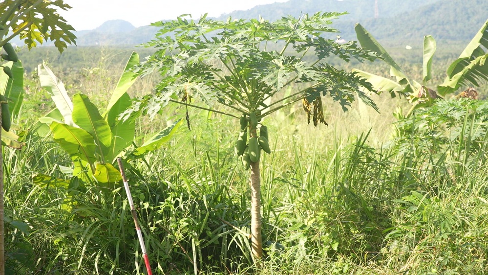 DVIDS - Video - CARAT Indonesia 24 B-Roll: Mortar Range