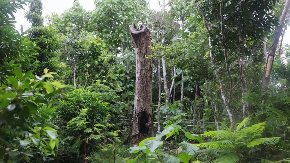 DVIDS - Video - The Serianthes Tree at Ritidian: Leaving Behind a ...