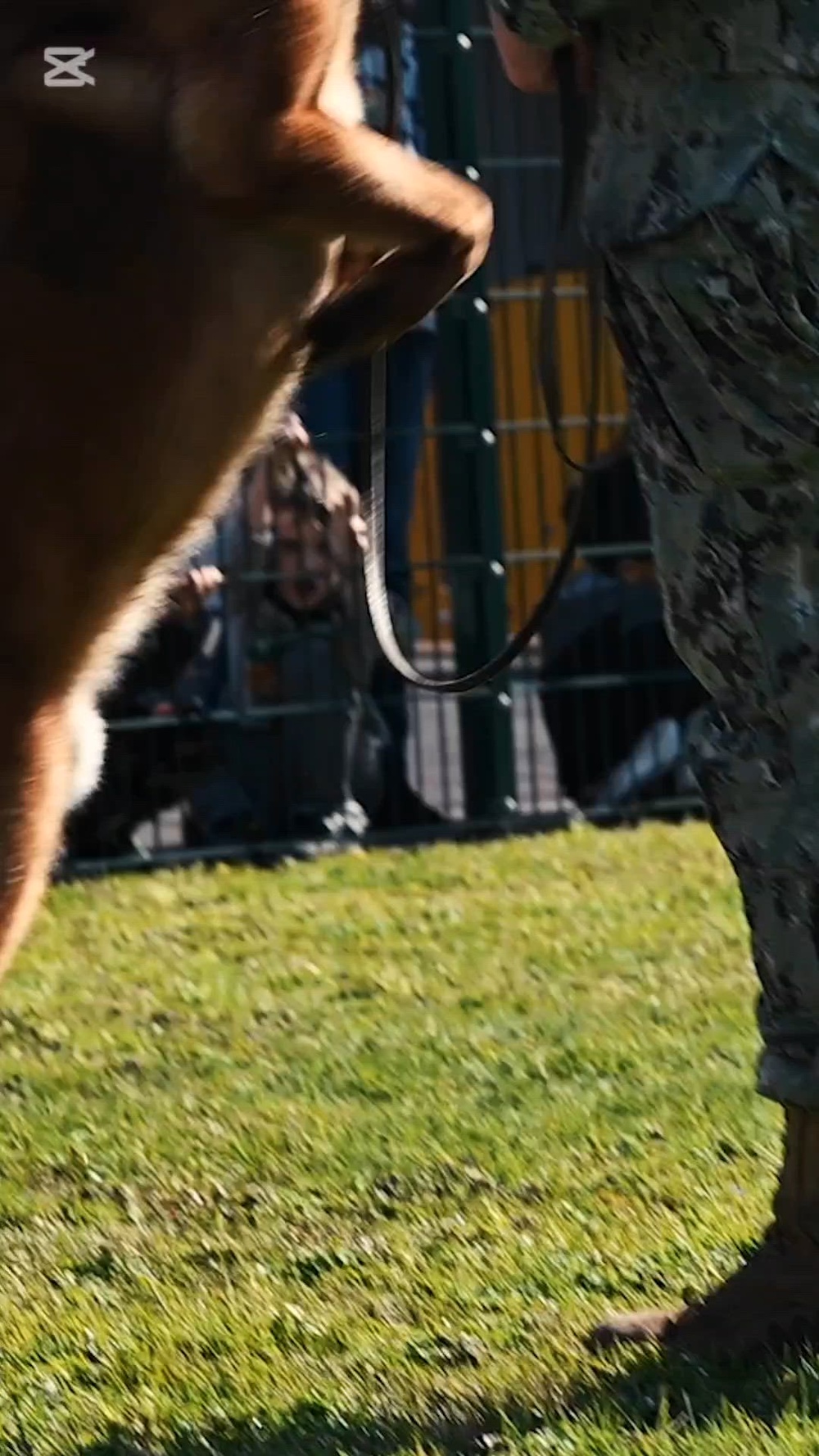 DVIDS - Video - NSA Naples K-9 Team Highlight