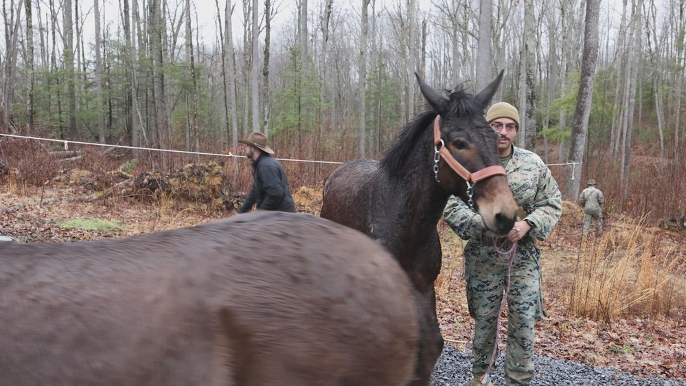DVIDS - Video - CLB-8 Animal Handler and Packer Course | Day 1 B-roll