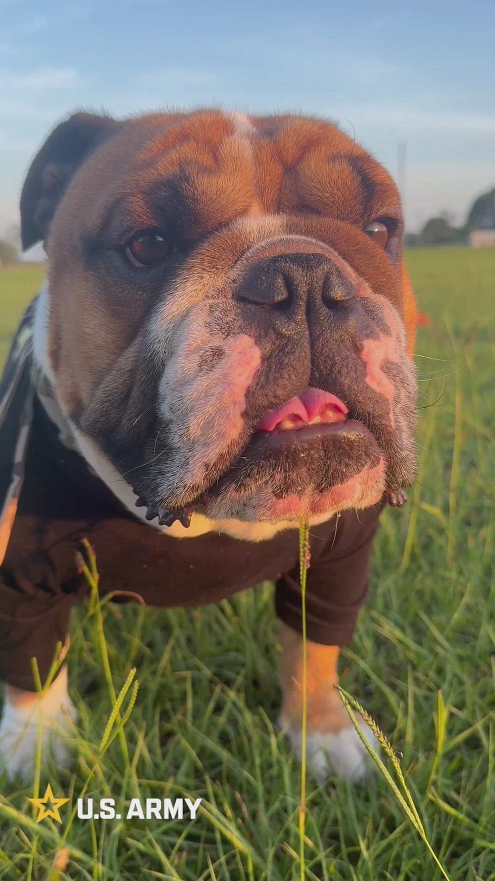 DVIDS - Video - Rocky The Bulldog vs. Army Fitness Test
