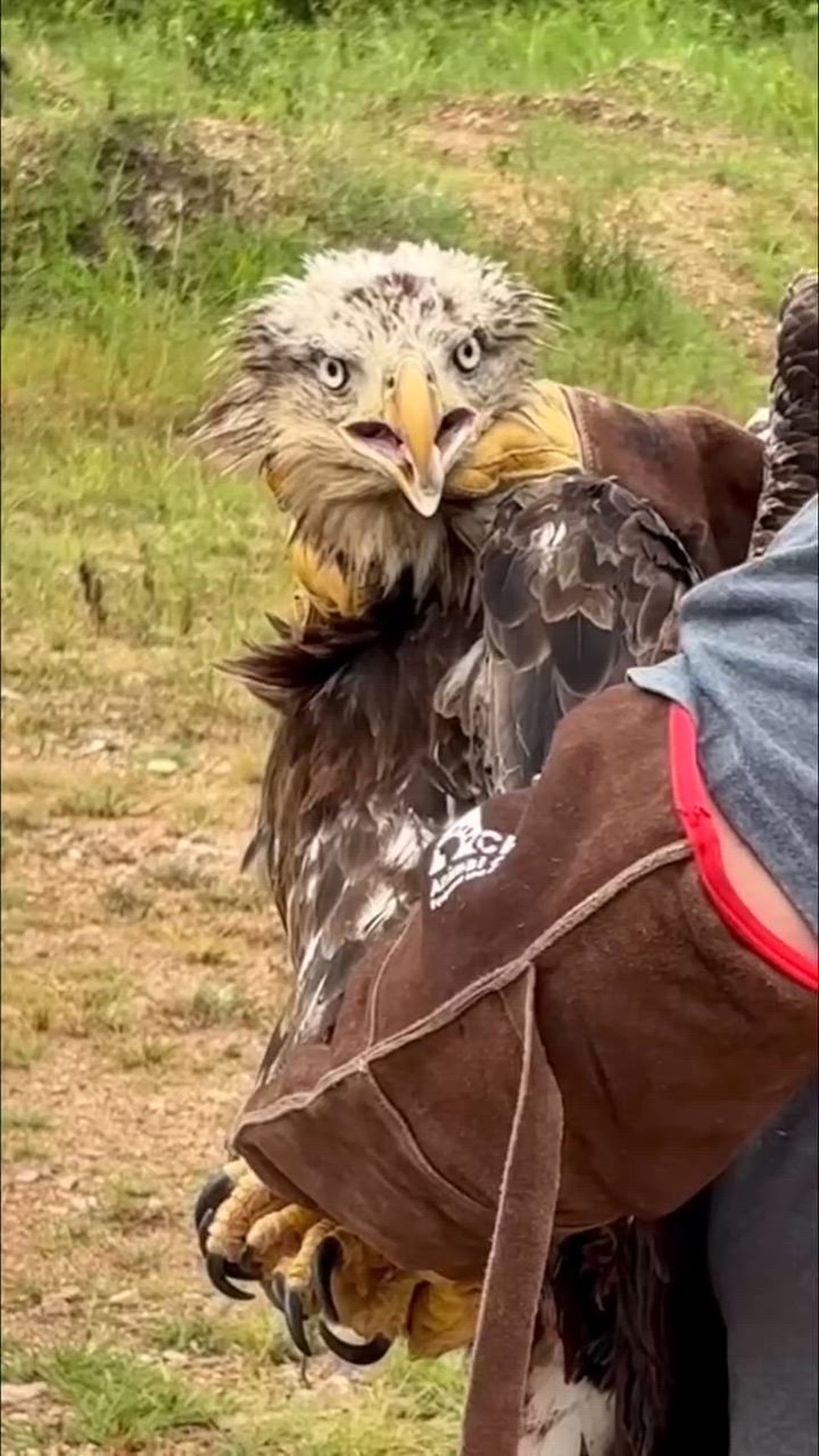 DVIDS - Video - American bald eagle released on Fort Leonard Wood ...