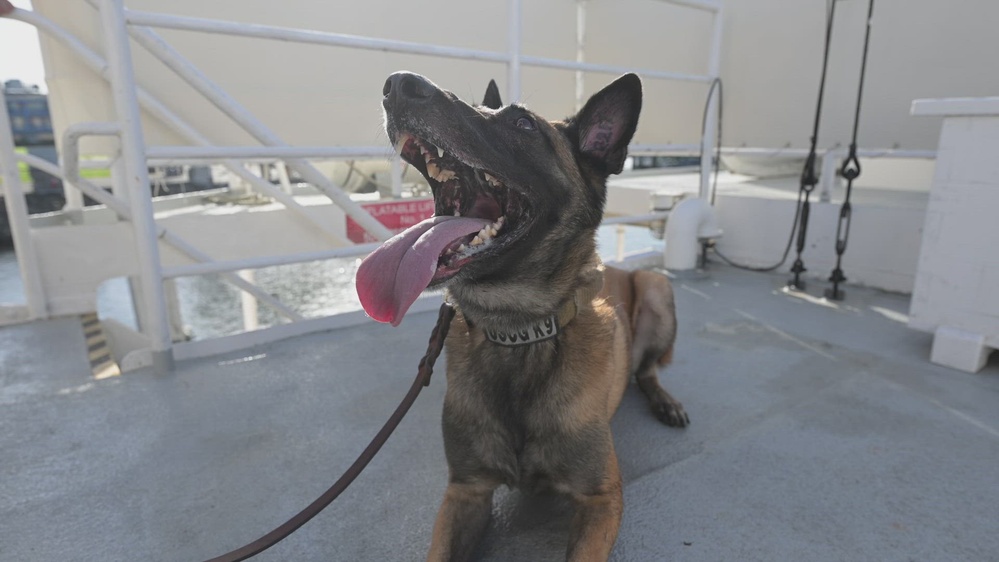 DVIDS - Video - U.S. Coast Guard K-9 Units train on USS Potomac