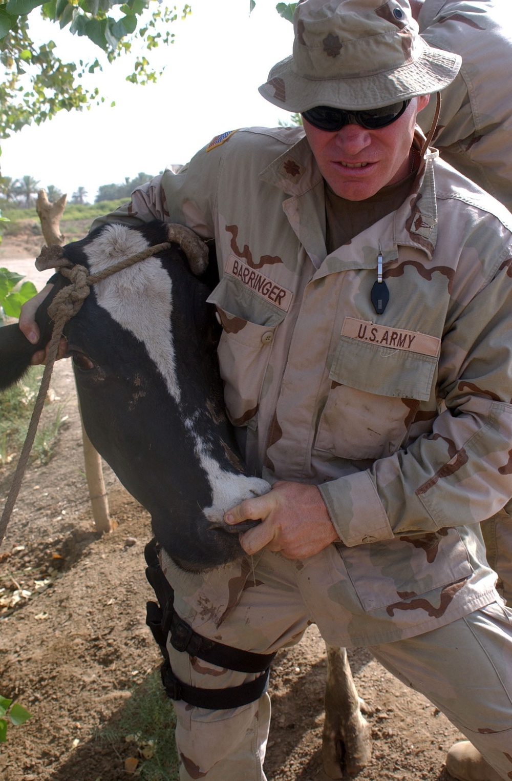 DVIDS - Images - Soldiers Corral Cattle in Iraq [Image 2 of 4]