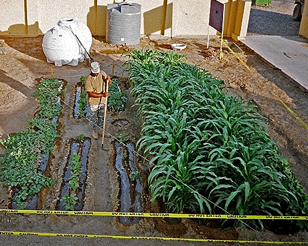 DVIDS - News - Soldier Uses Personal Time to Grow Garden In Iraq