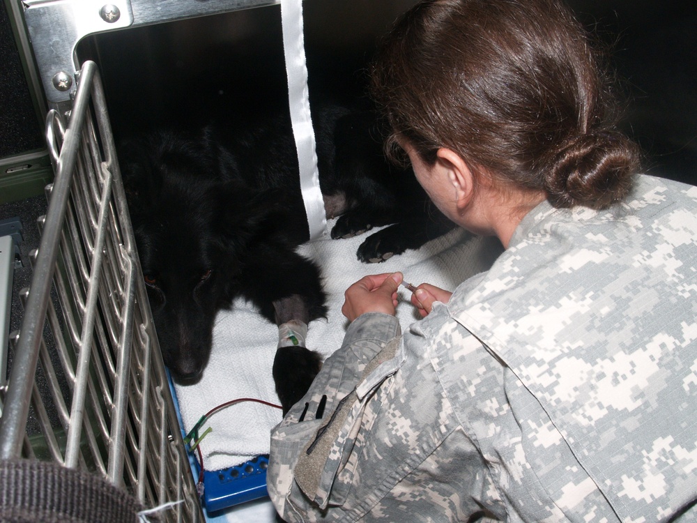 DVIDS - News - Dogs Do Great Things for Mission, Morale