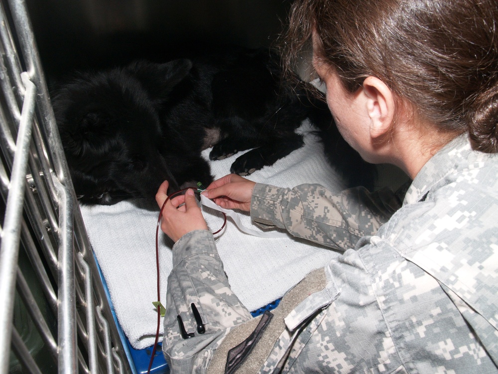 DVIDS - News - Dogs Do Great Things for Mission, Morale