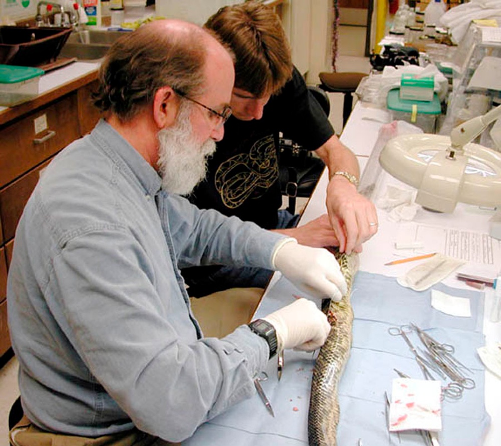 DVIDS - News - Snakes on the Navy terrain