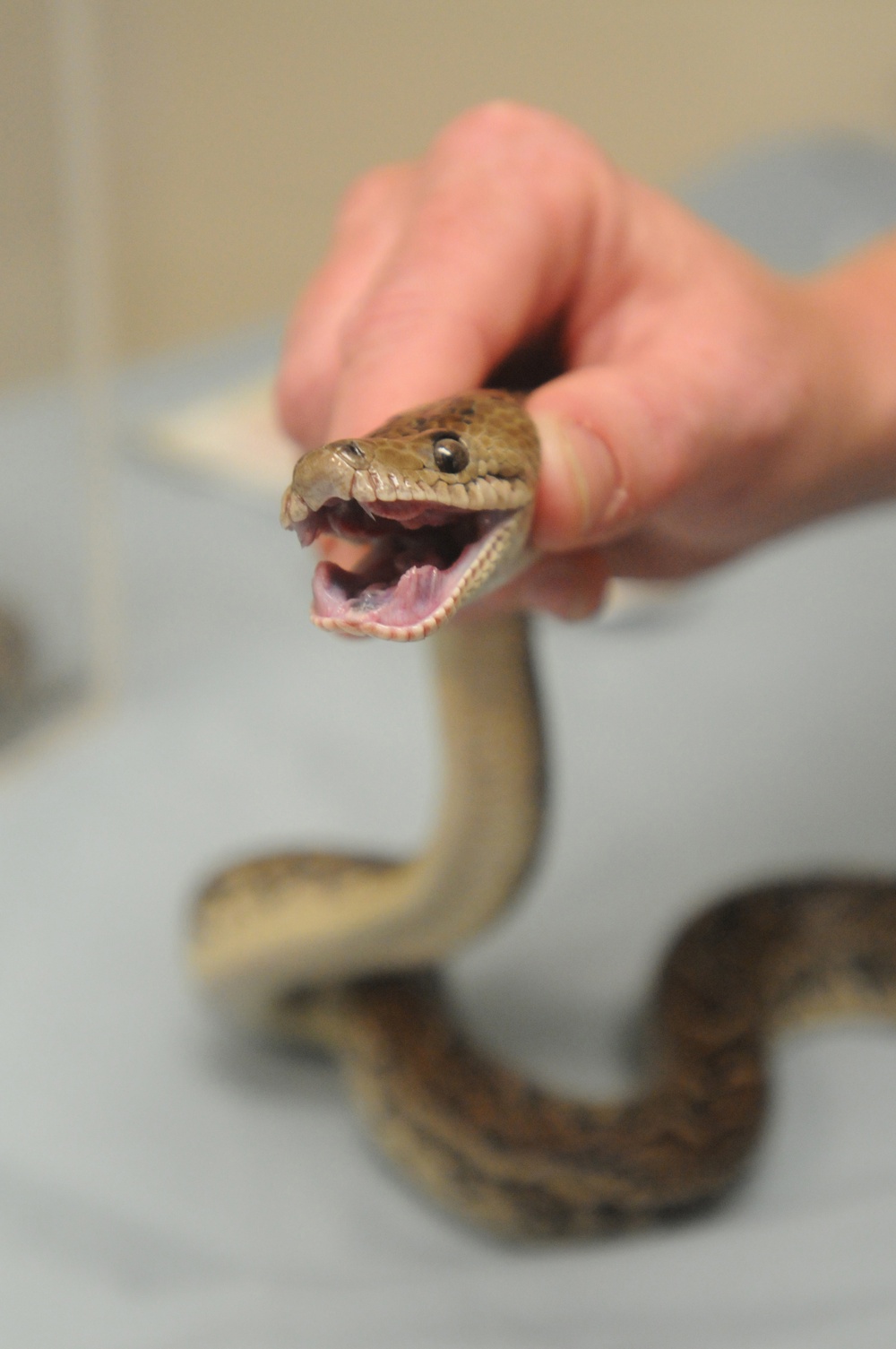 DVIDS - Images - Snake Surgery [Image 2 of 4]
